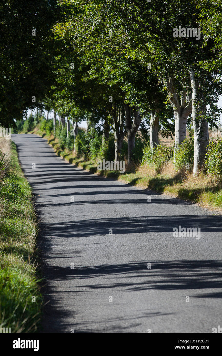 A tree lined road casting shadows from the trunks across the tarmac ...
