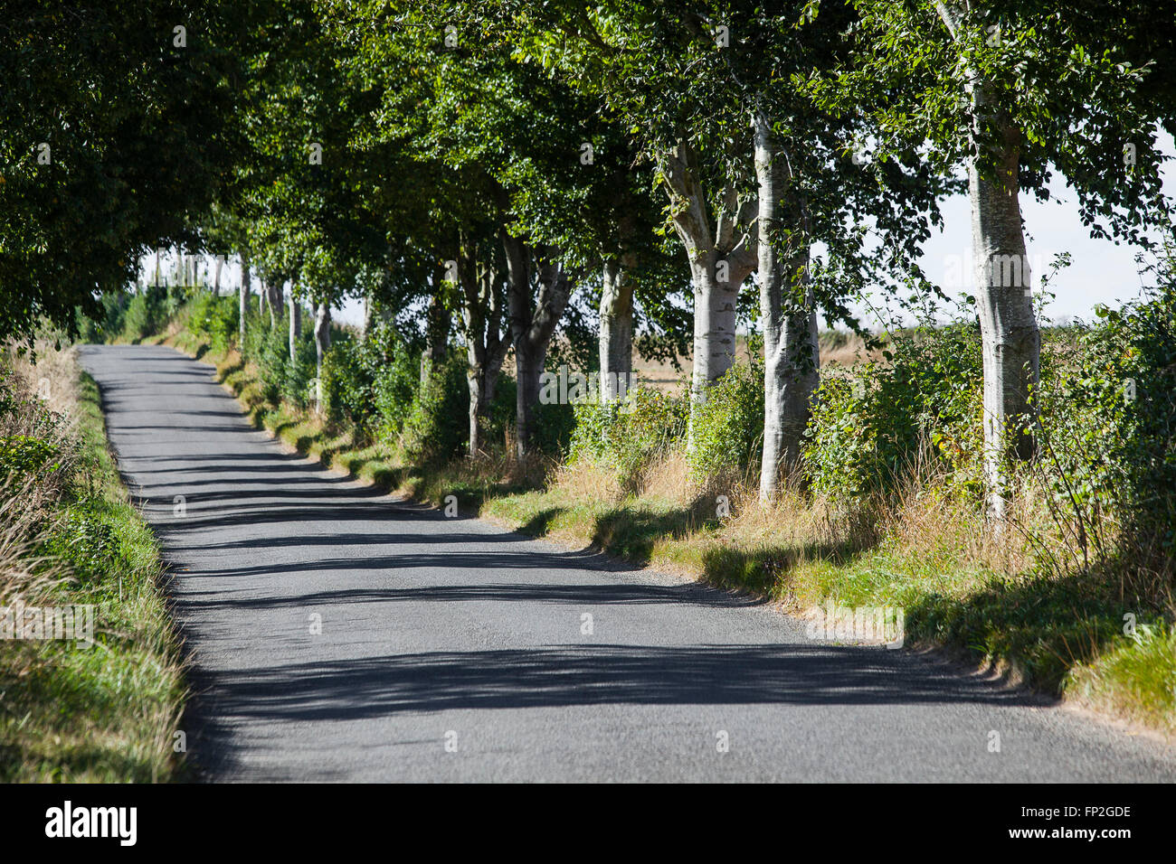 A tree lined road casting shadows from the trunks across the tarmac ...