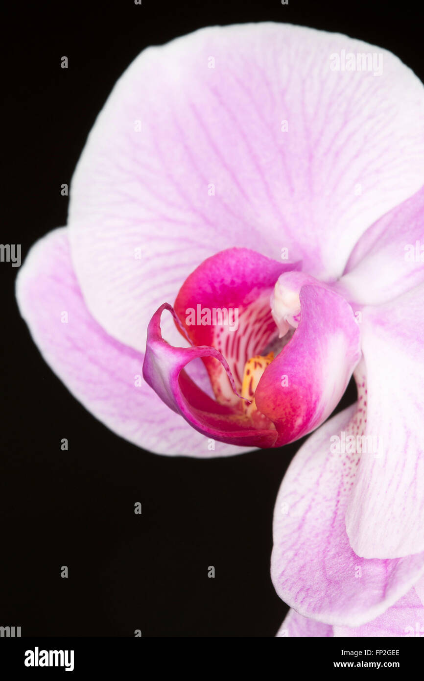 Four orchid flowers on a single stem in close up detail Stock Photo - Alamy