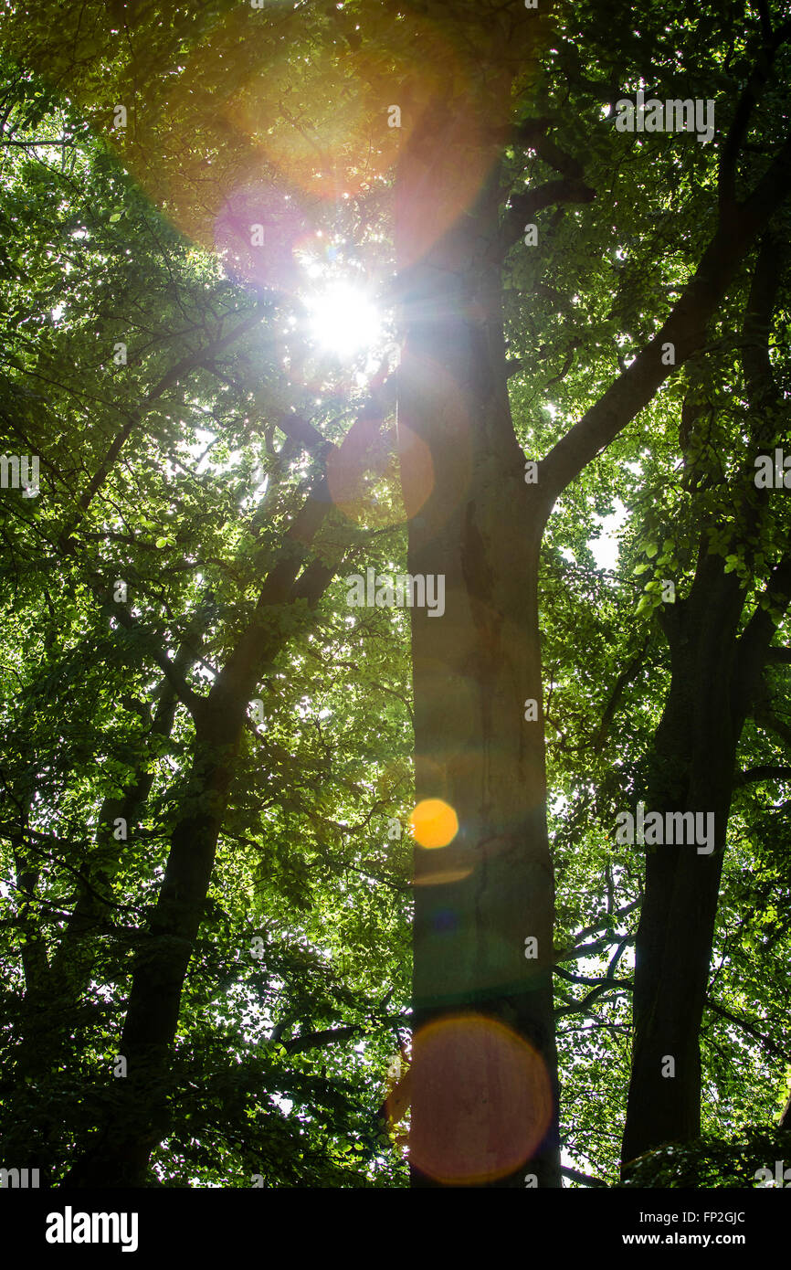 Sun rays flare through the gaps in the canopy roof, leaves and trees of ...