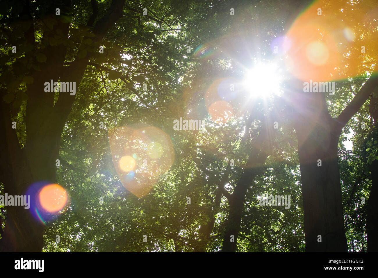 Sun rays flare through the gaps in the canopy roof, leaves and trees of ...
