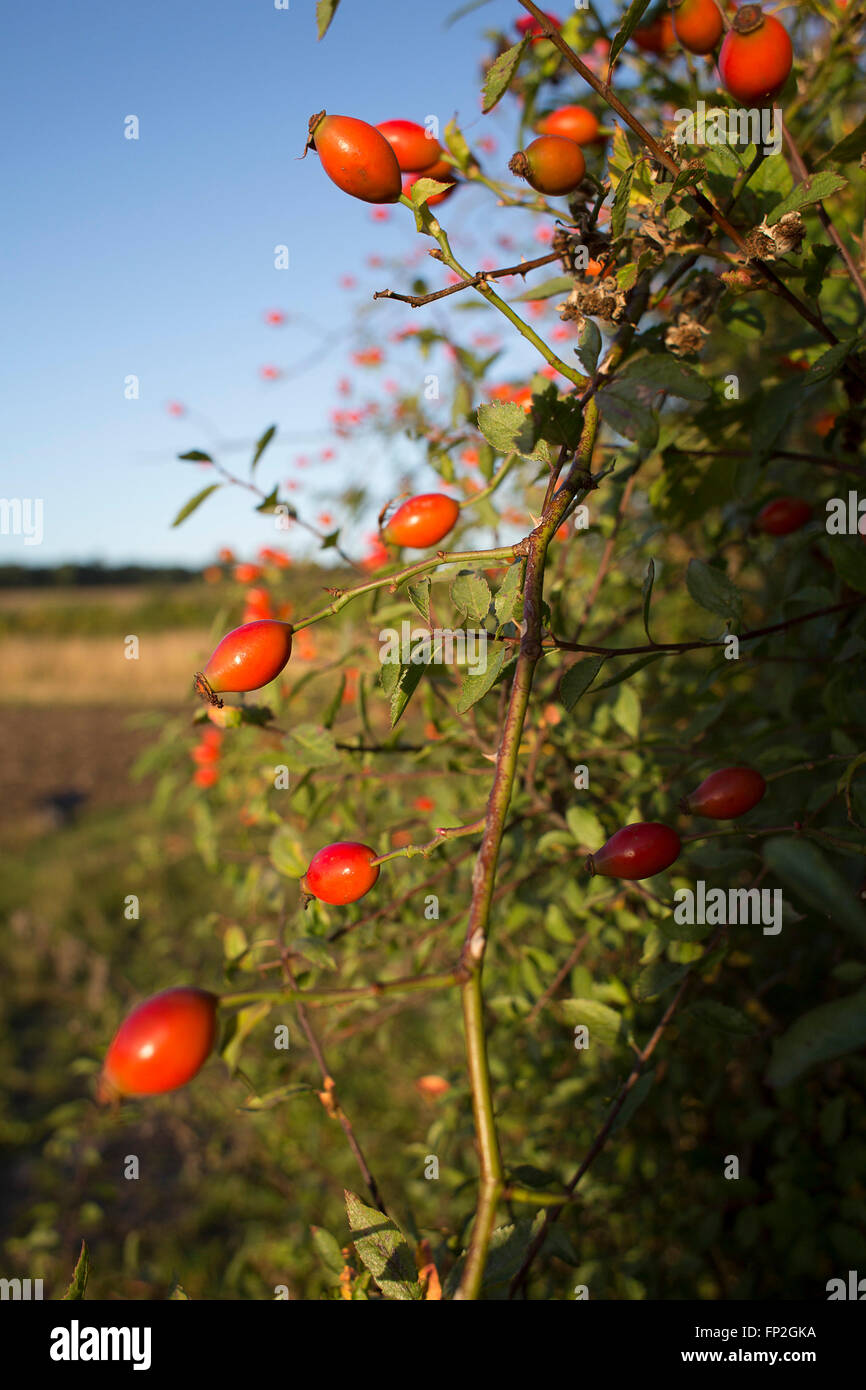 Deep red berries hi-res stock photography and images - Alamy