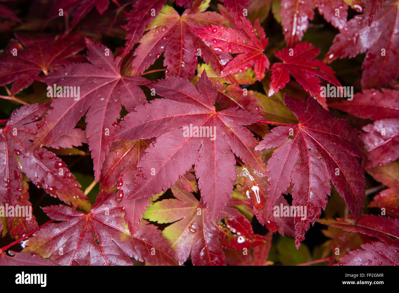 A deep red acer tree showing the leaves in detail Stock Photo - Alamy