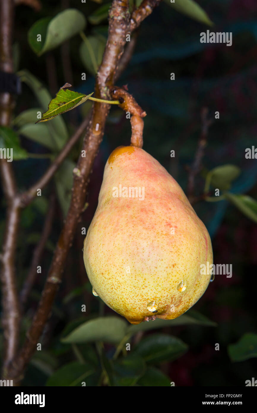 Pear tree wood hi-res stock photography and images - Alamy