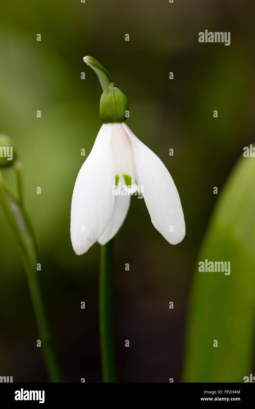 Single flower of the green leaved species snowdrop, Galanthus woronowii ...