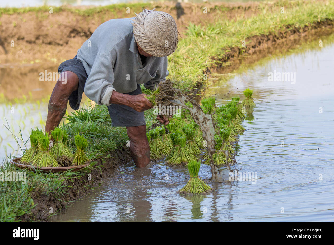 Asia, Indonesia, Bali. Balinese Farmer Planting Rice Stock Photo - Alamy