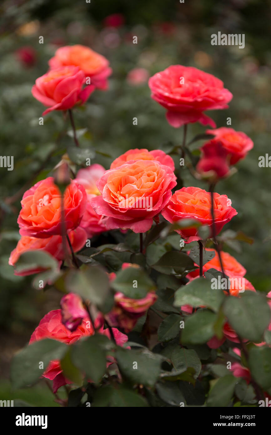 Two-Tone Rose Blooming in a Garden Stock Photo - Alamy
