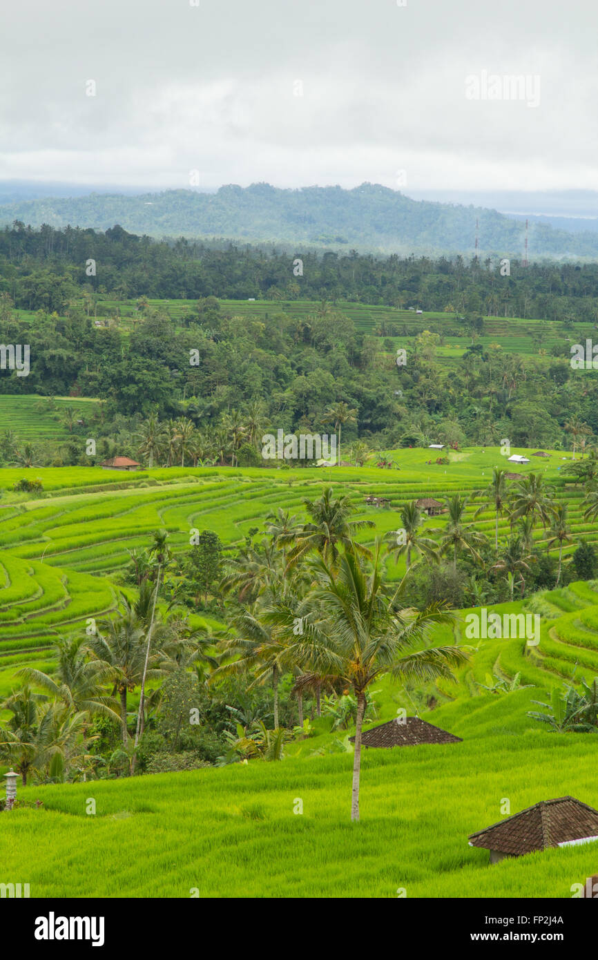 Asia, Indonesia, Bali. Terraced Subak (irrigation) Rice fields of Bali ...