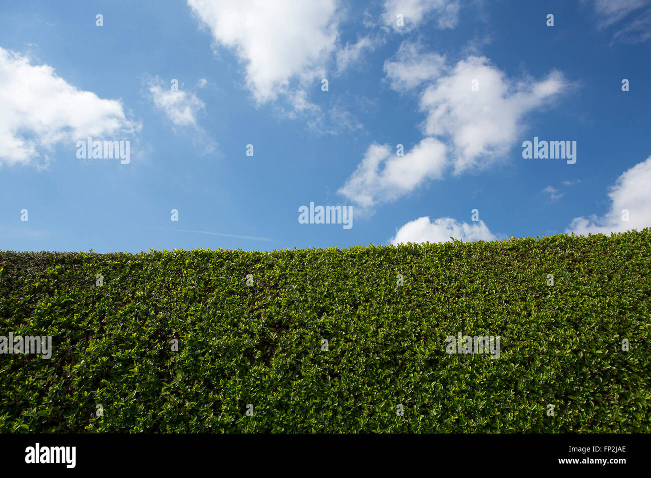 Tall hedge hi-res stock photography and images - Alamy