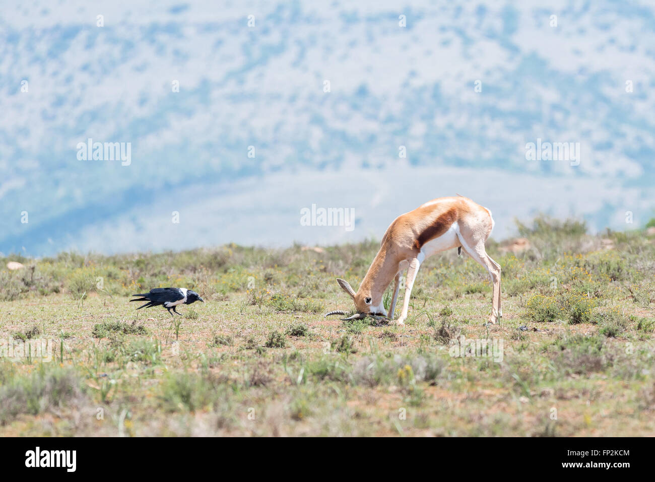 A springbok scratching its head while a pied crow looks on in the ...