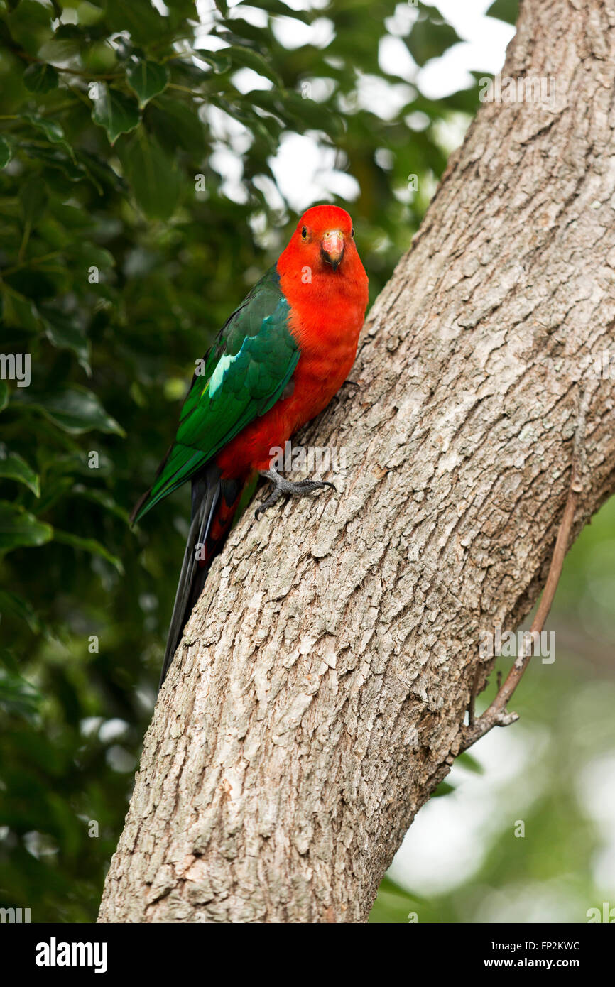 Red parrot on palm tree hi-res stock photography and images - Alamy