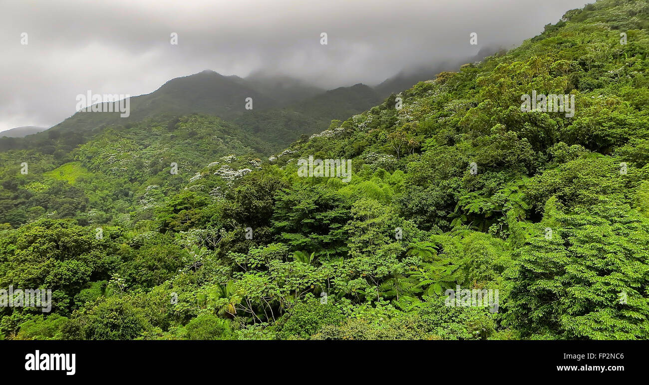 Yunque fog cloud mist mountain woods hi-res stock photography and ...