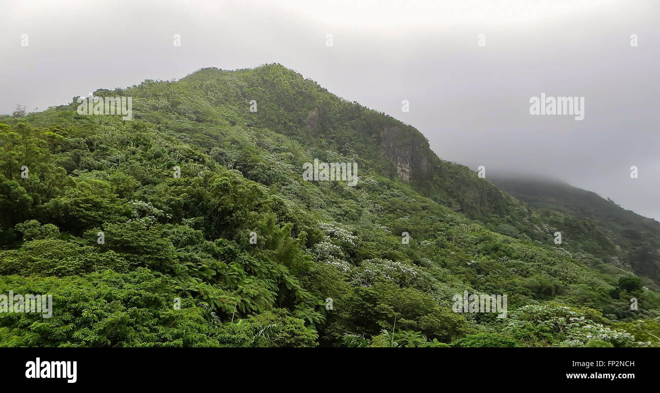 El Yunque Rain Forest in Puerto Rico Stock Photo - Alamy