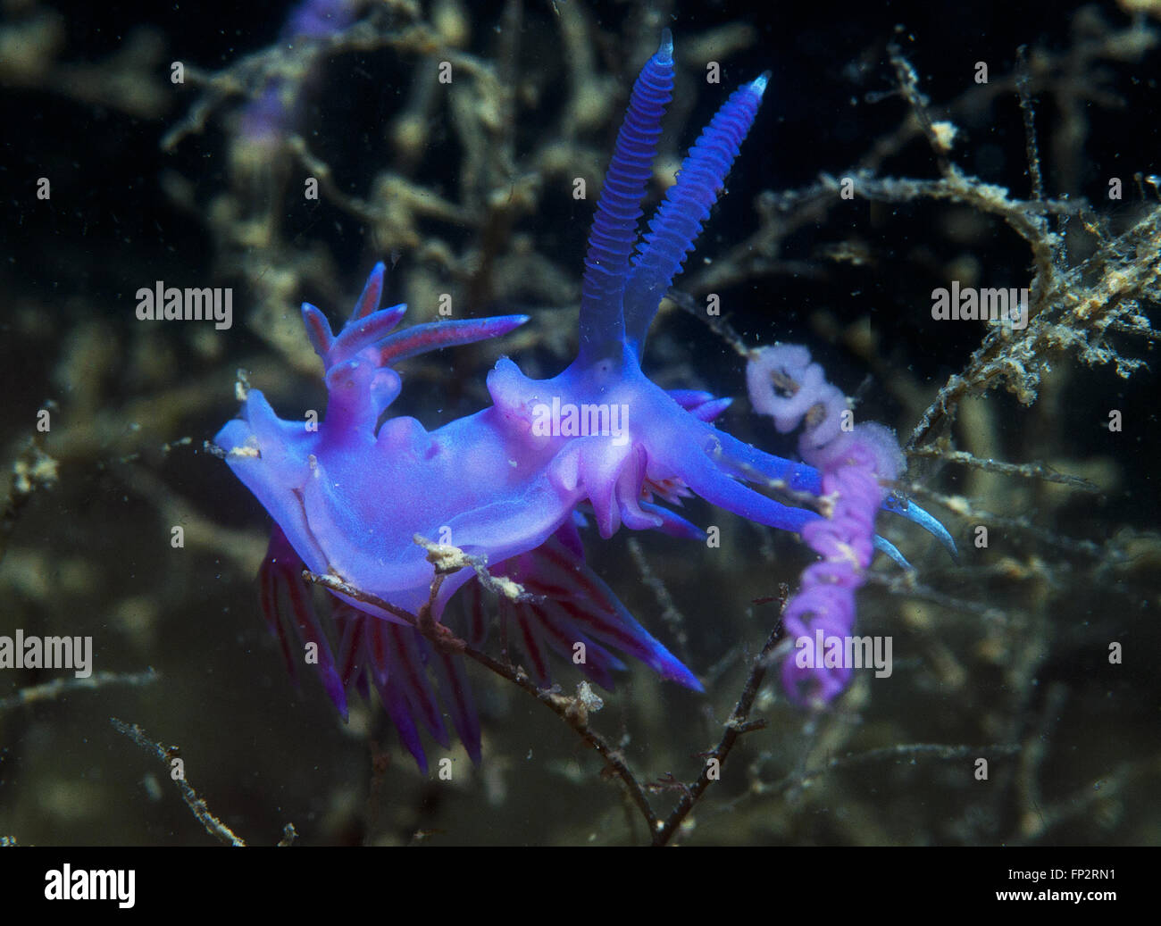 Seabed animal hi-res stock photography and images - Alamy