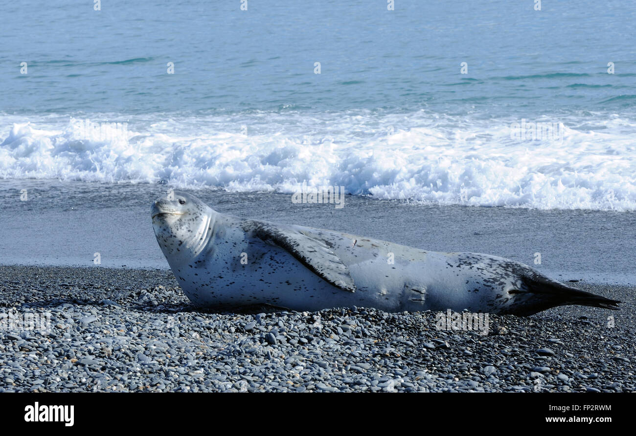 Leopard seal hi-res stock photography and images - Alamy