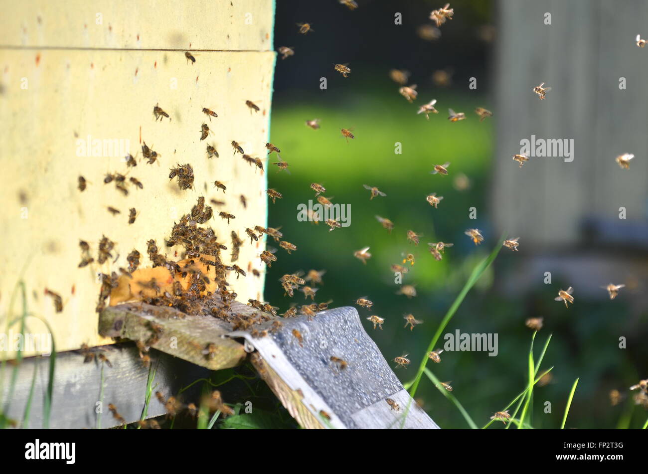 swarm of bees flying in apiary Stock Photo - Alamy
