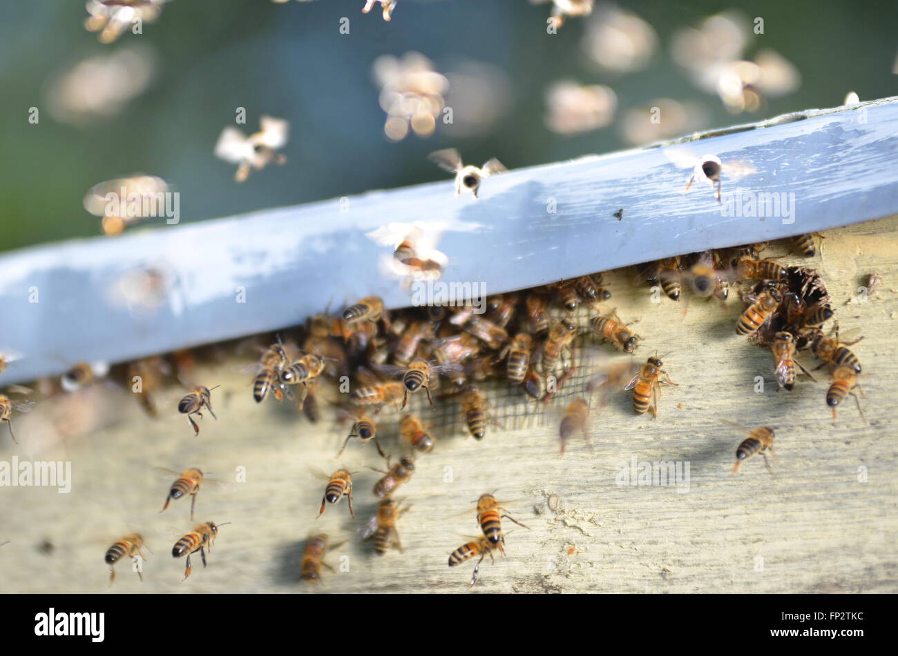 Animal swarm hi-res stock photography and images - Alamy