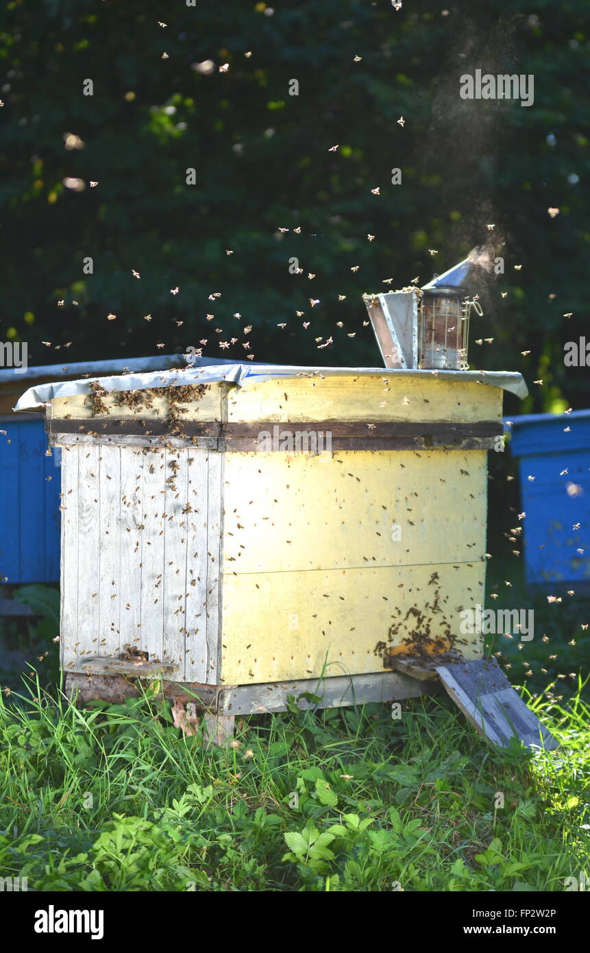 swarm of bees flying in apiary Stock Photo - Alamy