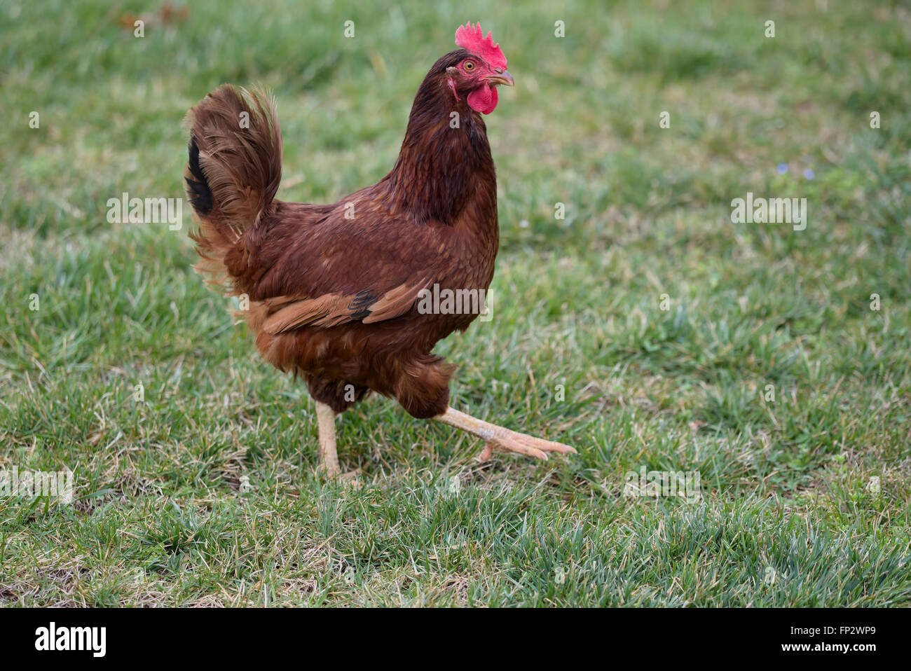 Rhode Island Red Chicken walking in grass Stock Photo - Alamy