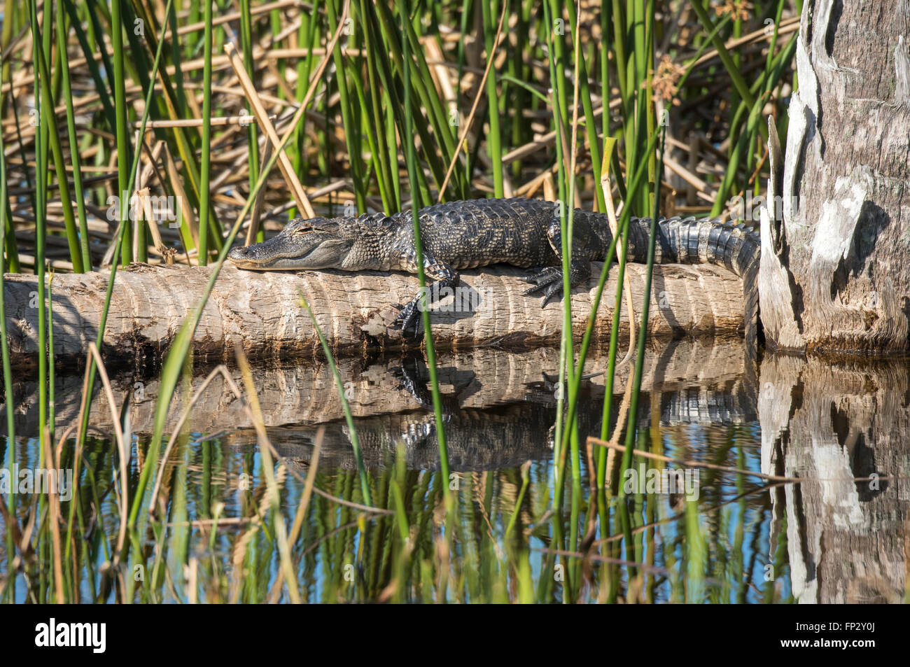 Alligator sunning on log at Viera Wetlands, FL Stock Photo - Alamy