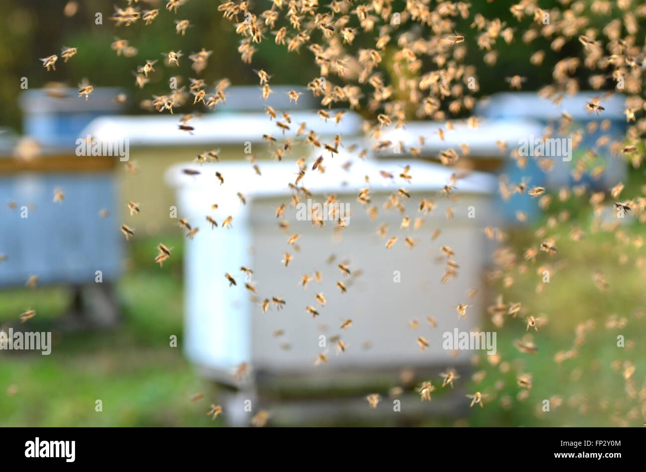 swarm of bees flying in apiary Stock Photo - Alamy