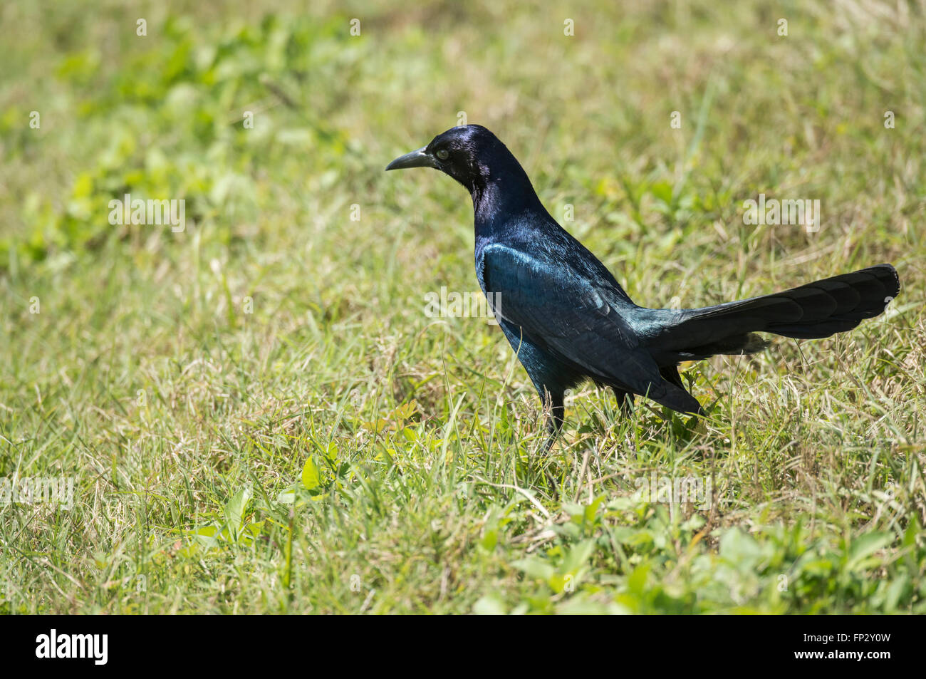 Grackle bird hi-res stock photography and images - Alamy