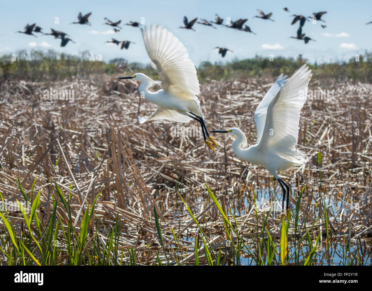Snowy Egrets and Glossy Ibis bird flock in flight over freshwater marsh ...