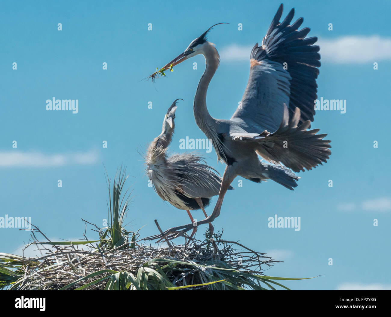 Great Blue Herons In Nest High Resolution Stock Photography And Images