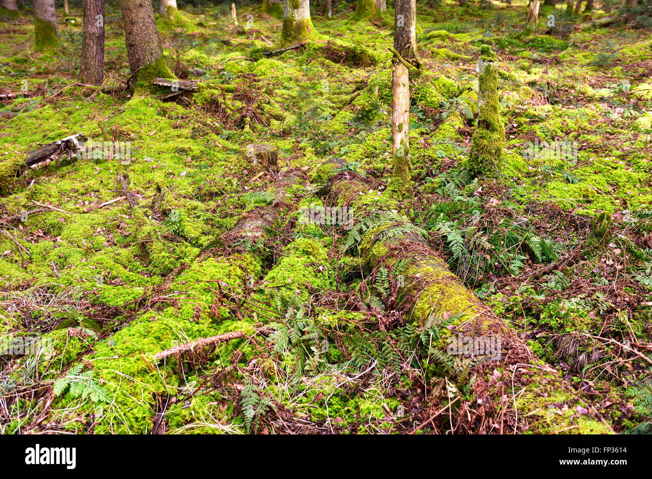 Moss forest floor hi-res stock photography and images - Alamy
