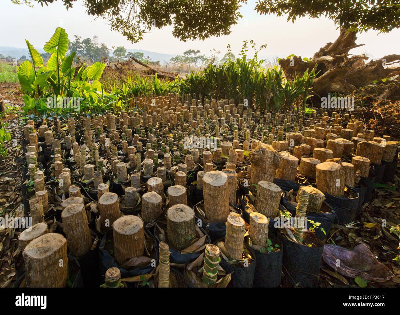 Sen monorom mondulkiri province cambodia hi-res stock photography and ...