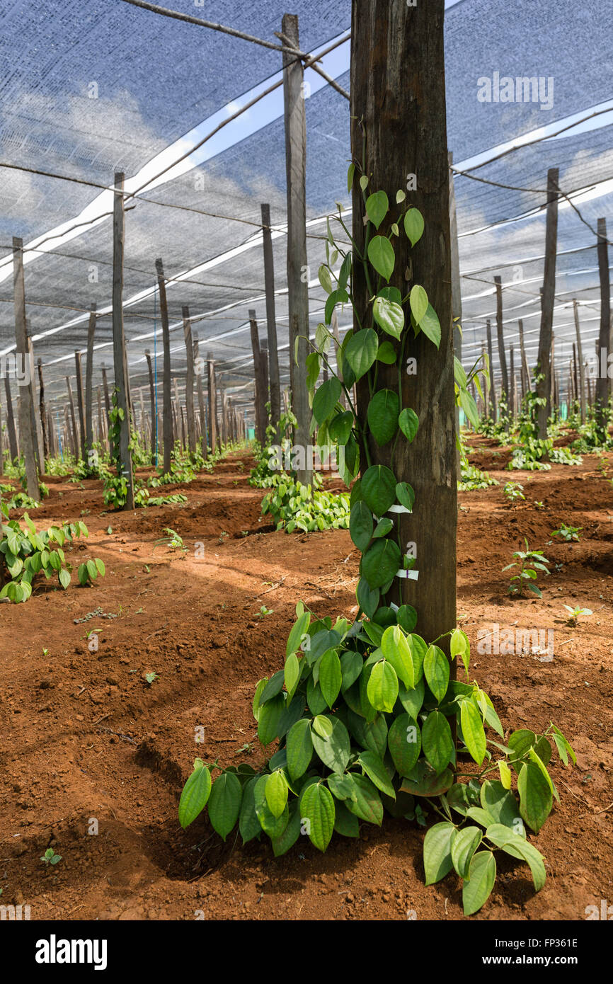 Pepper plantation hi-res stock photography and images - Alamy