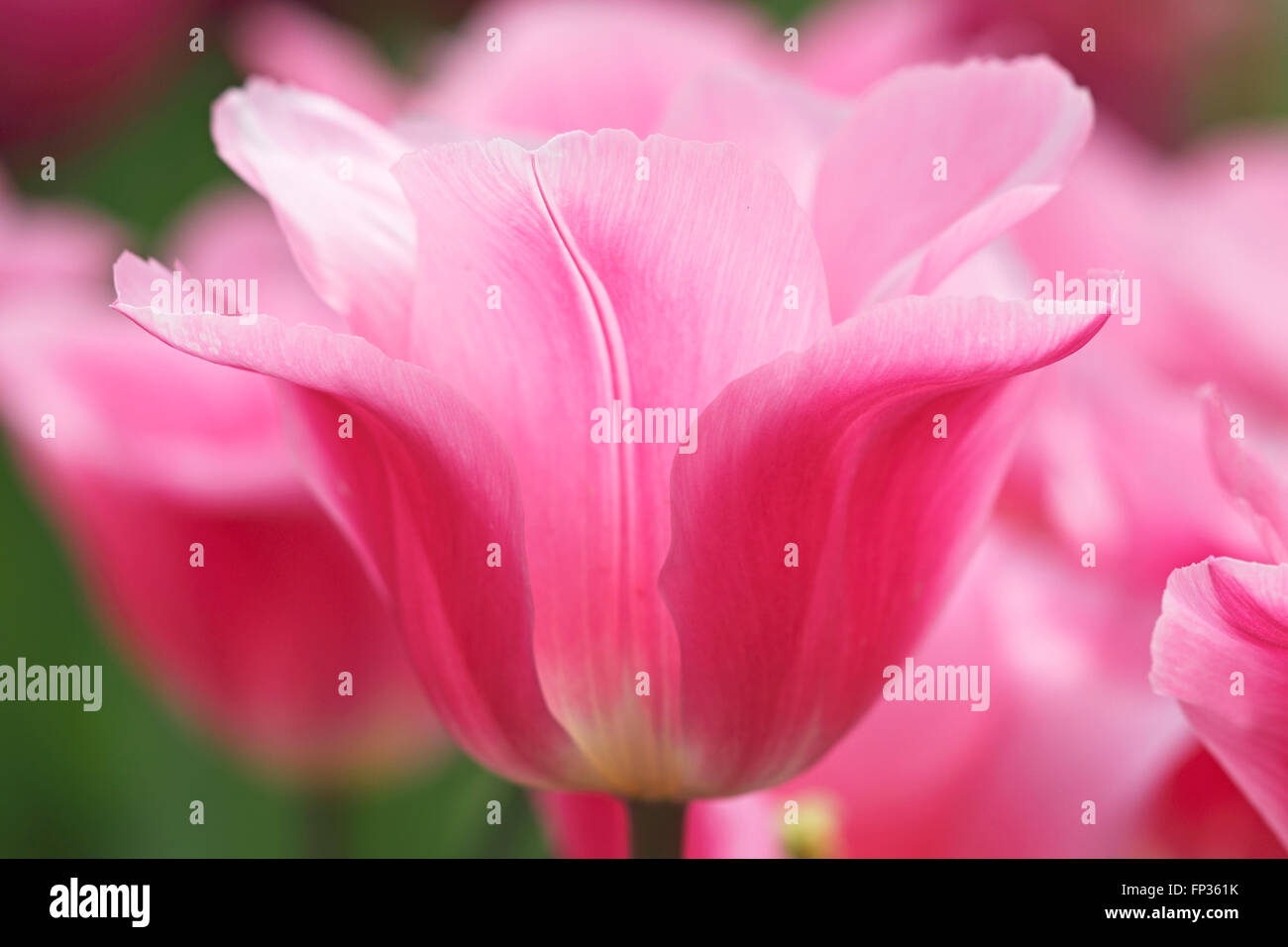 Triumph tulips hi-res stock photography and images - Alamy