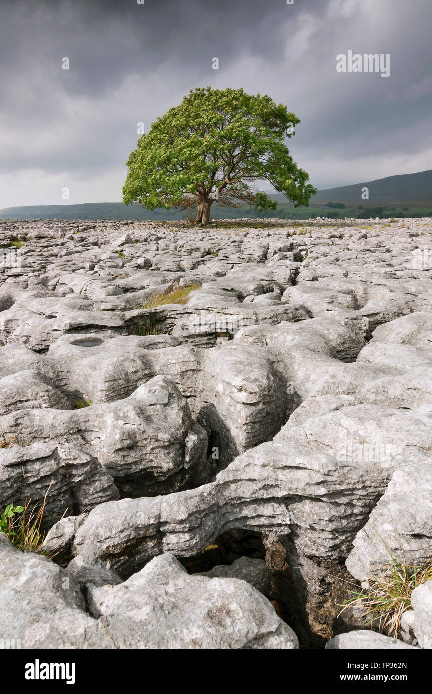 Single tree in limestone landscape, Ingleborough National Nature ...
