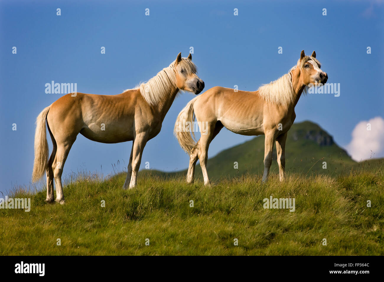 Yearlings hi-res stock photography and images - Alamy