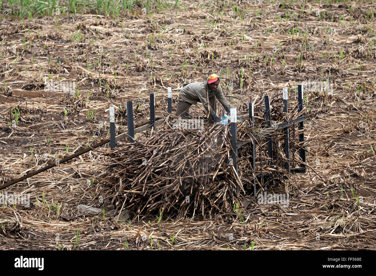 Local man stacking harvested sugar cane (Saccharum officneararum ...