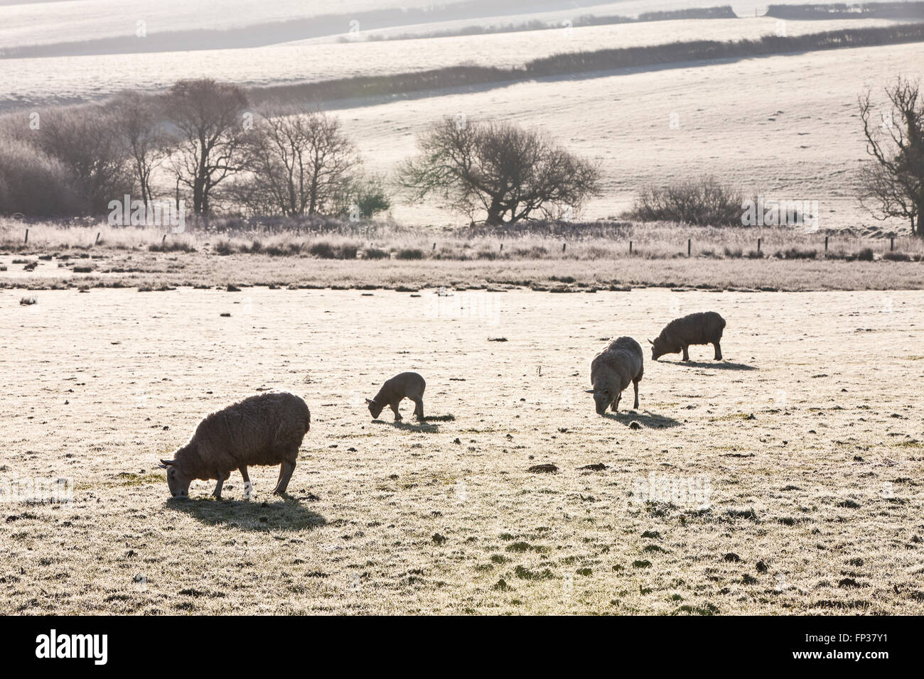 Cold Spring morning with coating of ice dew on the grassland as these ...