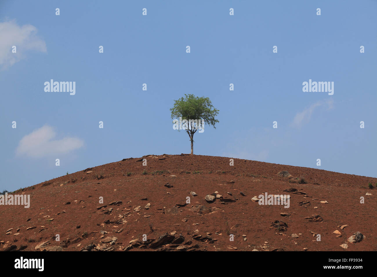 Far view of a lone tree on hill Stock Photo - Alamy