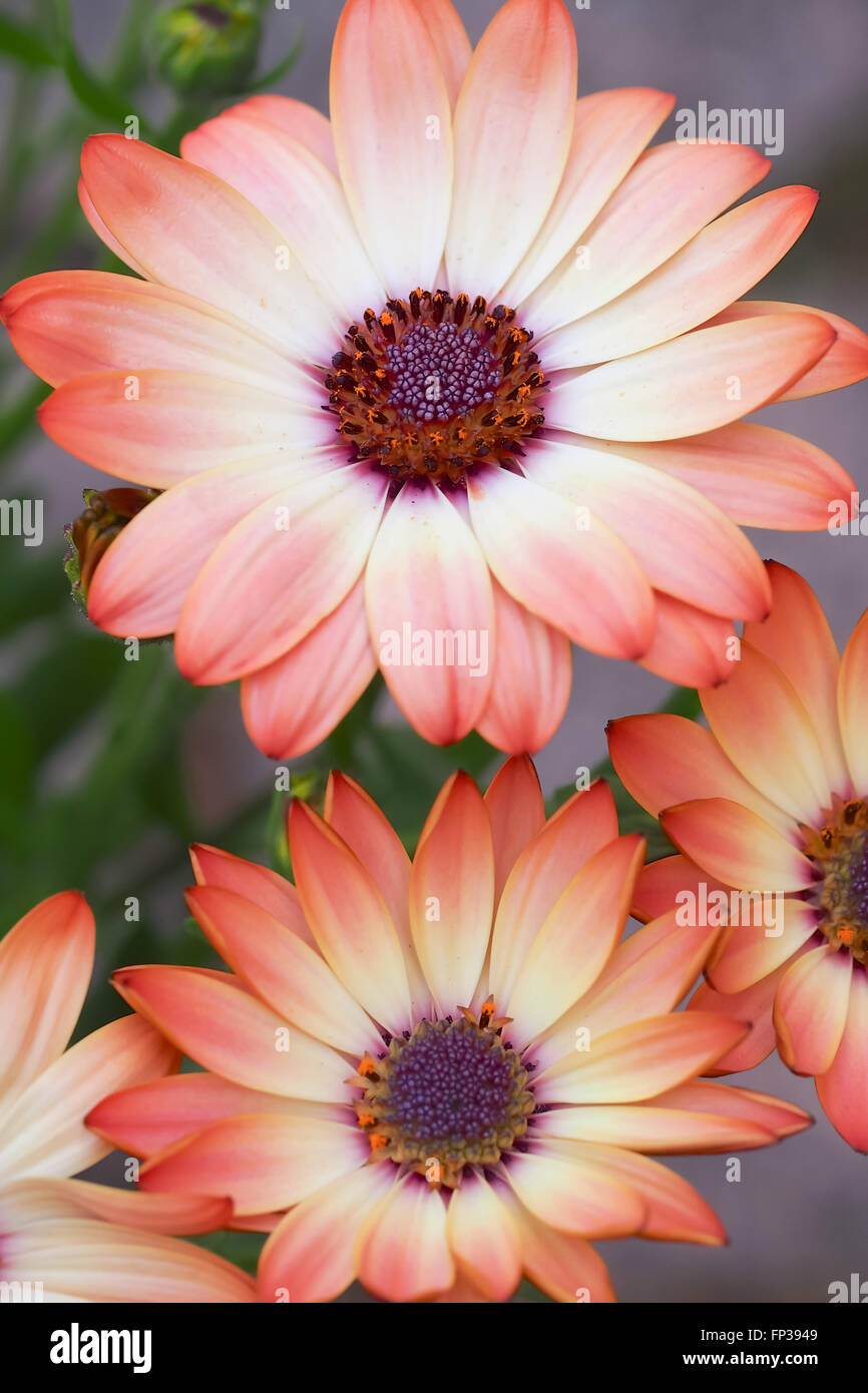 Daisy Flowers Peach and Cream Stock Photo - Alamy