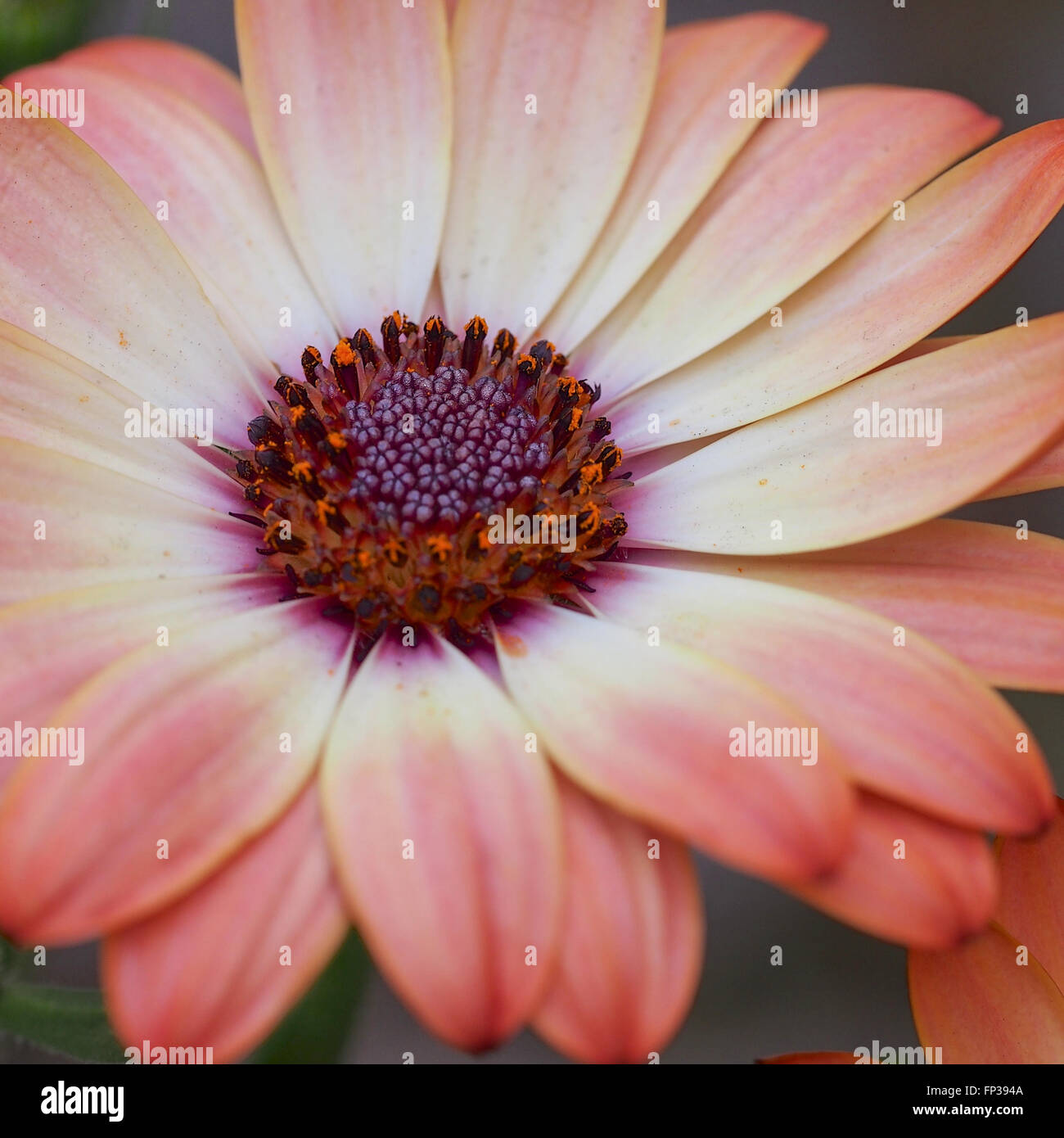 Daisy Flower Closeup Stock Photo - Alamy