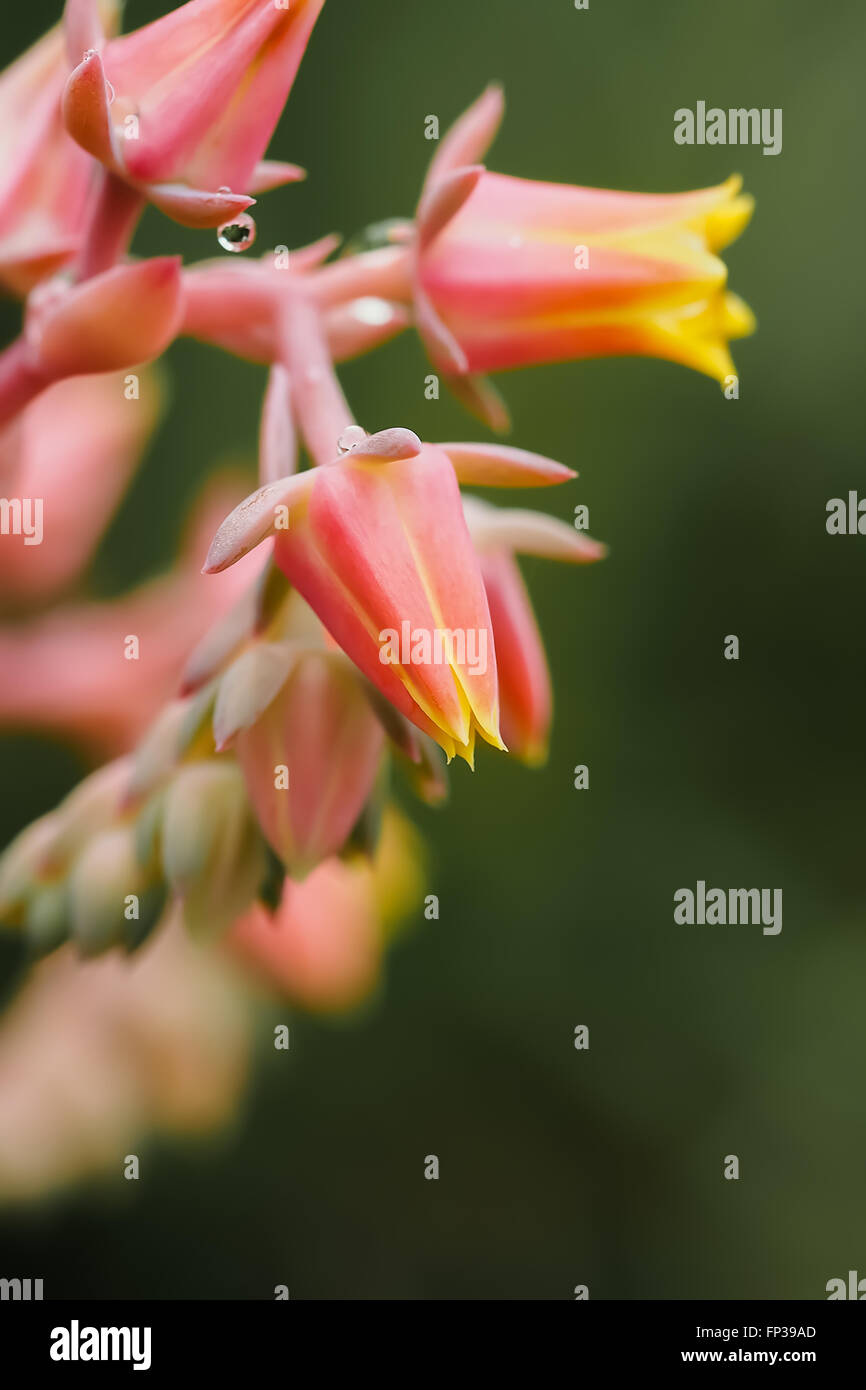 Echeveria plant hi-res stock photography and images - Alamy