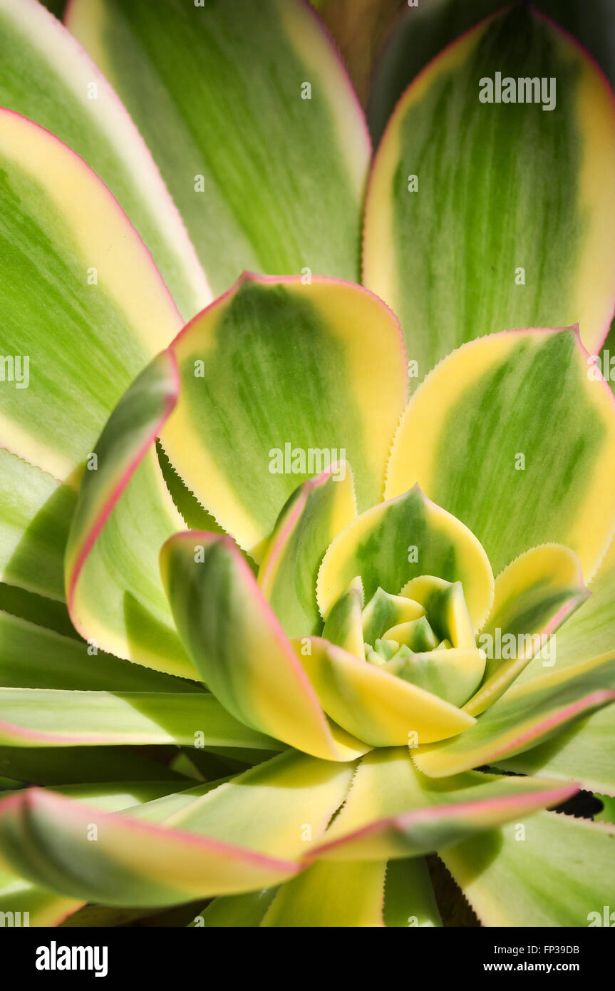 Echeveria Leaves Variegated Stock Photo - Alamy