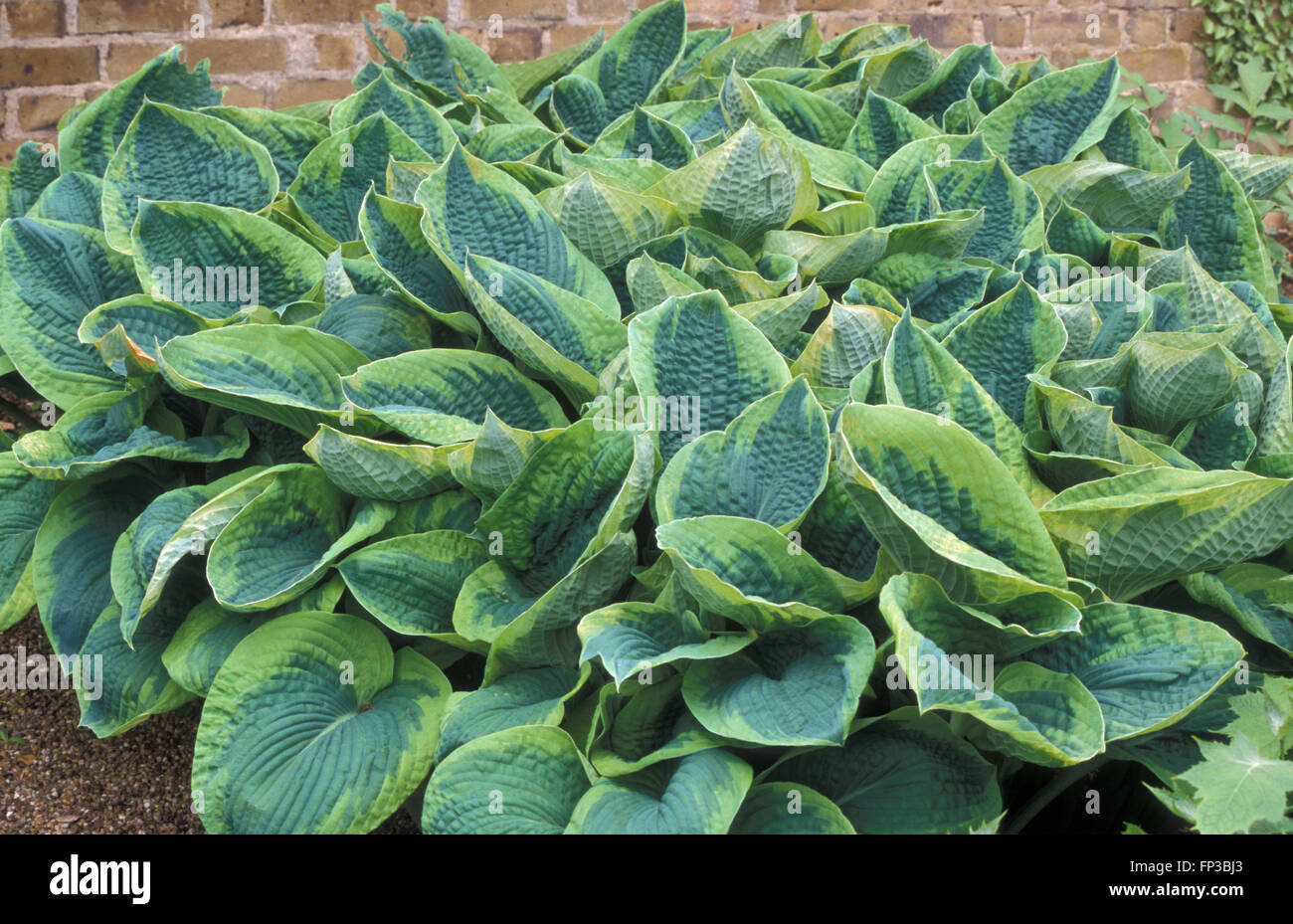Hosta frances williams hi-res stock photography and images - Alamy