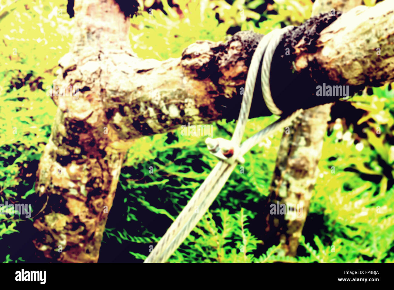 Sling supporting tree in the garden Stock Photo - Alamy