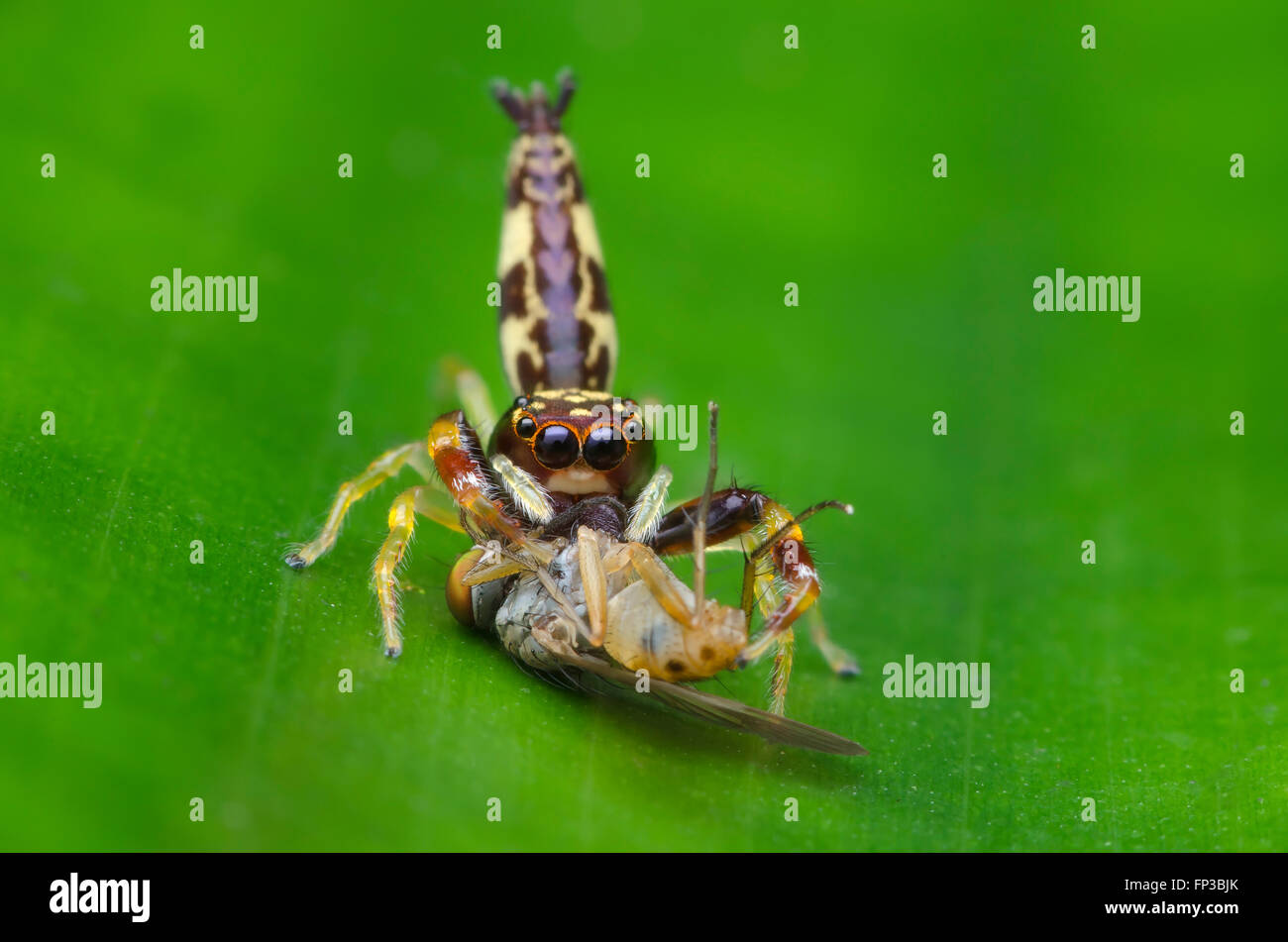 Malaysia jumping spider hi-res stock photography and images - Alamy