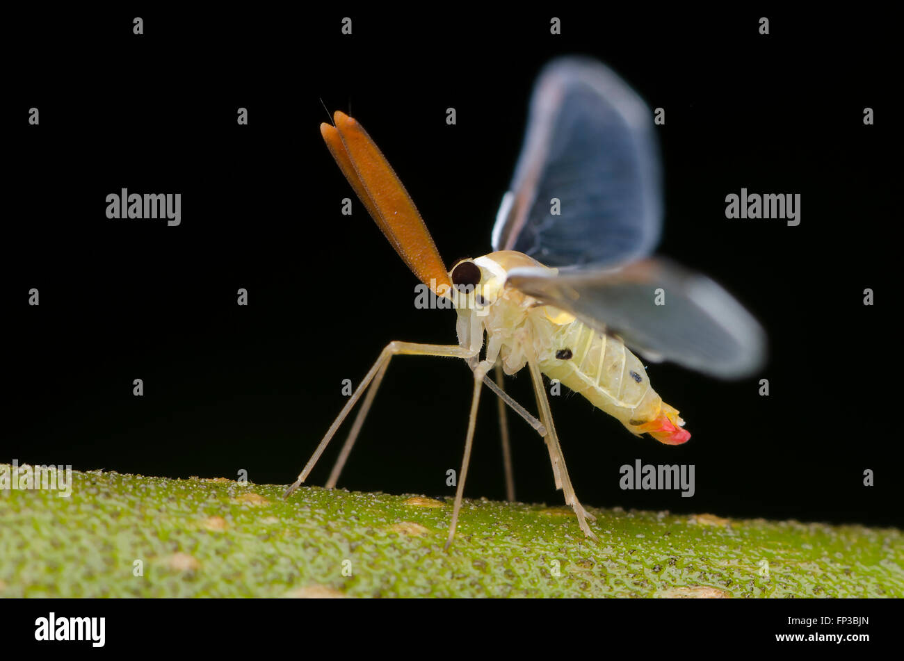 Planthopper Stock Photos & Planthopper Stock Images - Alamy