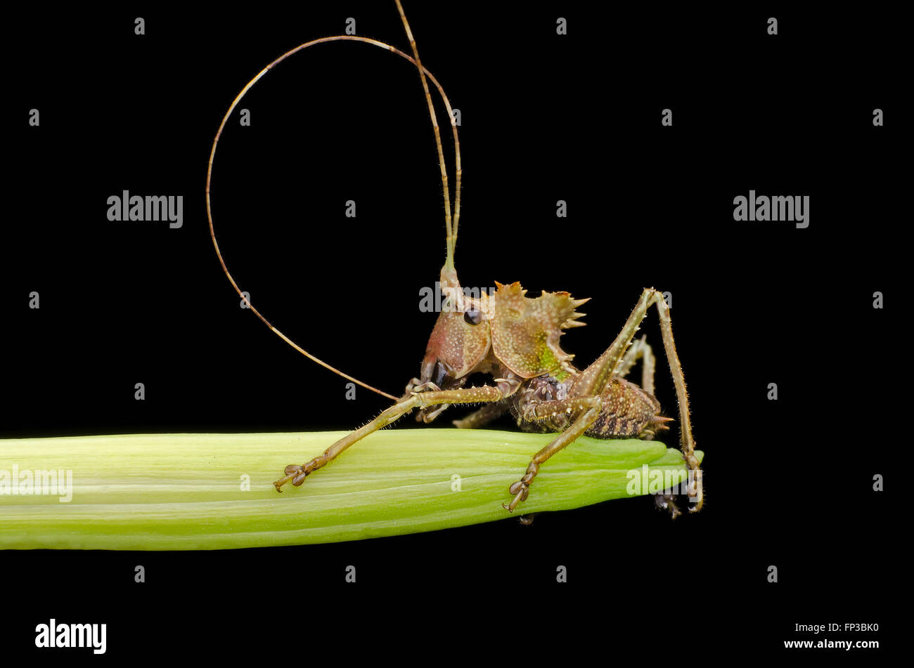 dragon headed katydid Stock Photo - Alamy