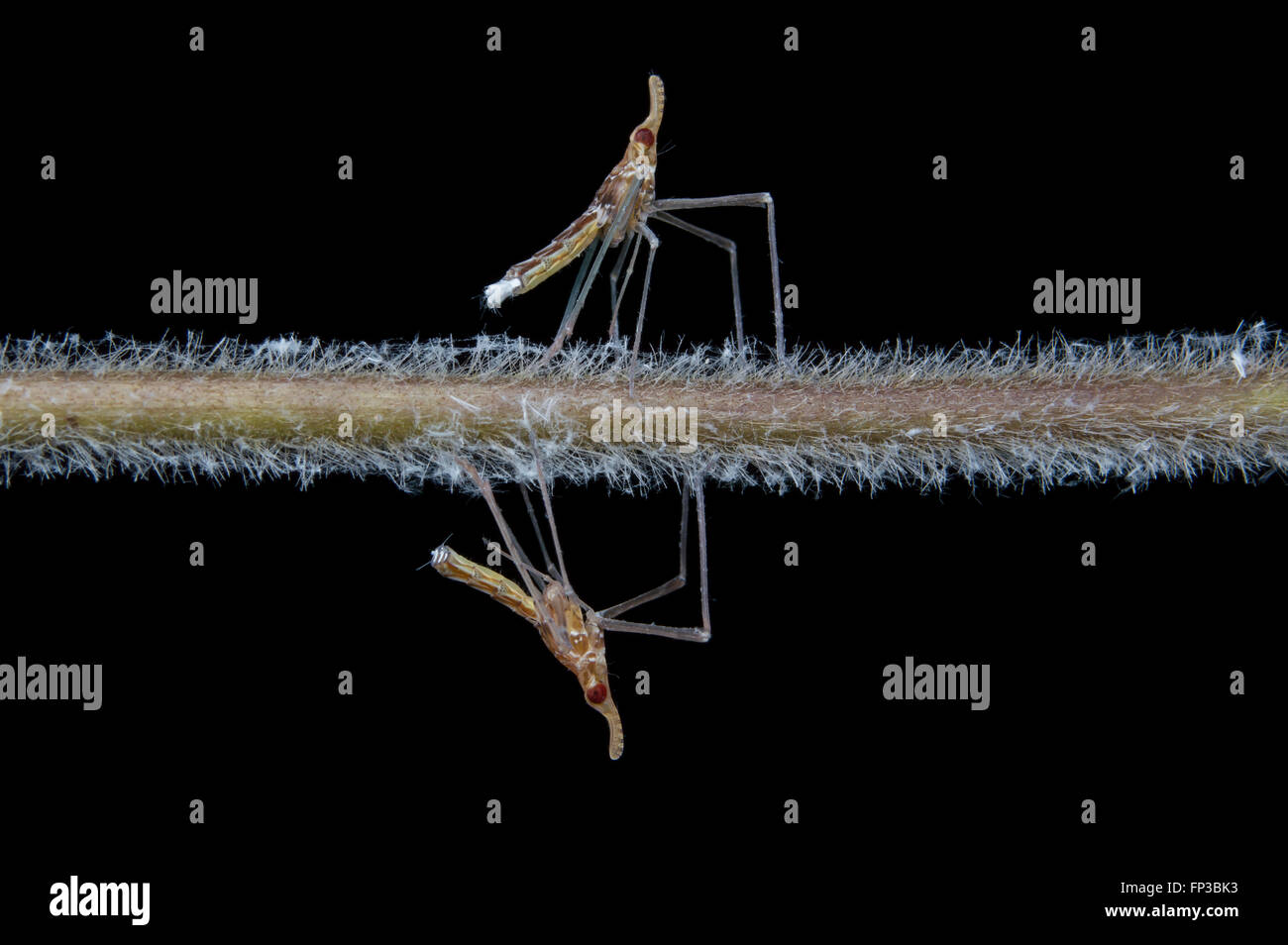 Planthopper High Resolution Stock Photography and Images - Alamy