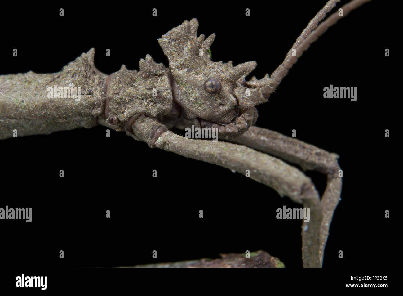 Money Plant Stick Insect isolated on black background Stock Photo - Alamy