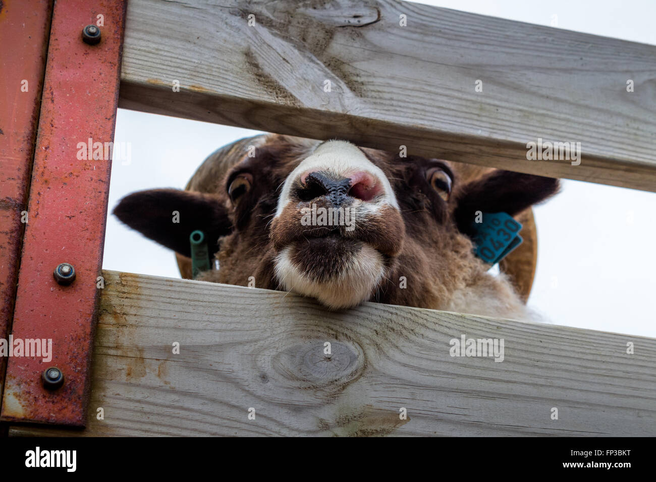 sheep herd in back of truck behind rails Stock Photo - Alamy