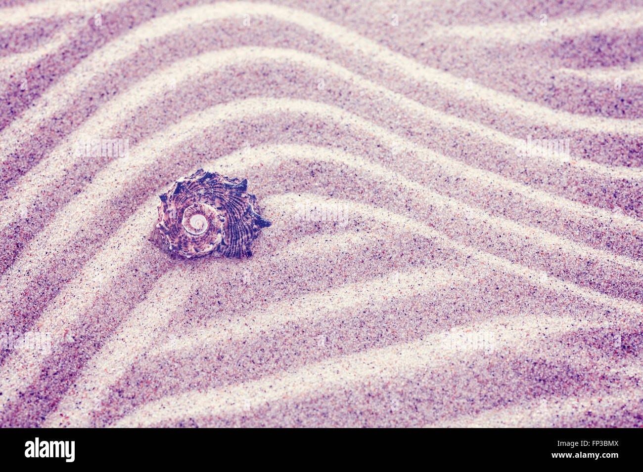 Vintage toned conch shell on sandy waves, nature background, shallow ...
